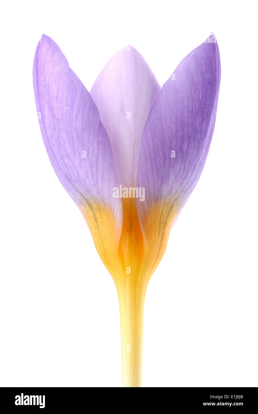 Crocus in front of white background Stock Photo - Alamy