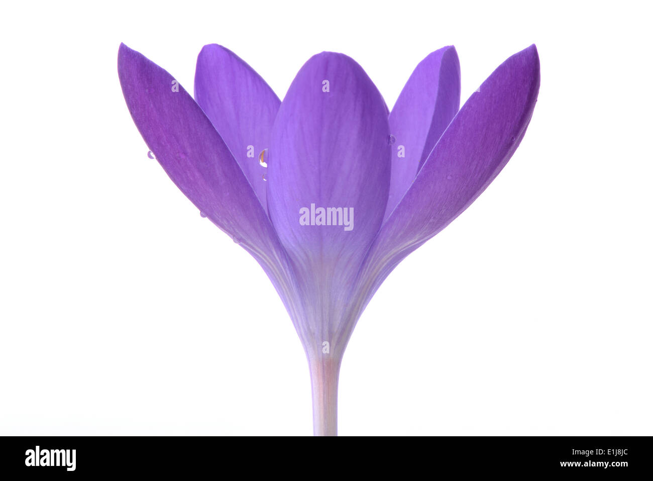 Crocus in front of white background Stock Photo - Alamy
