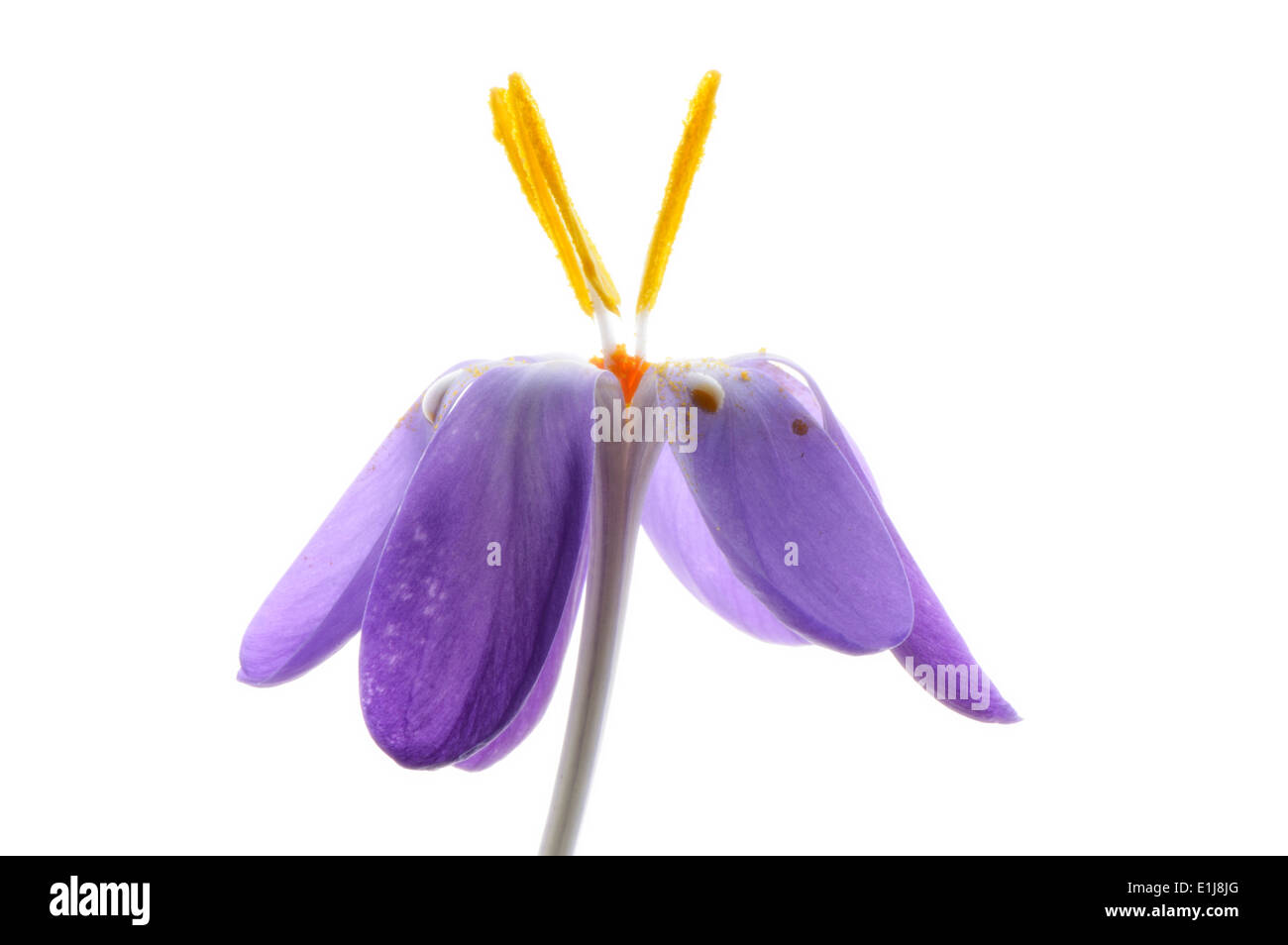 Crocus in front of white background Stock Photo - Alamy