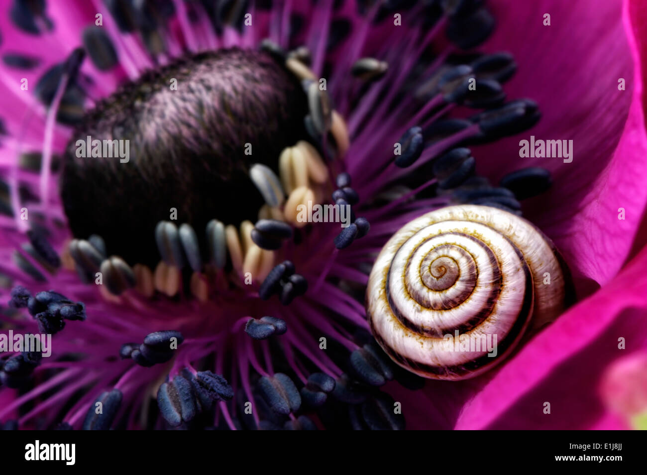Detail of pink anemone with snail-shell on petal Stock Photo - Alamy