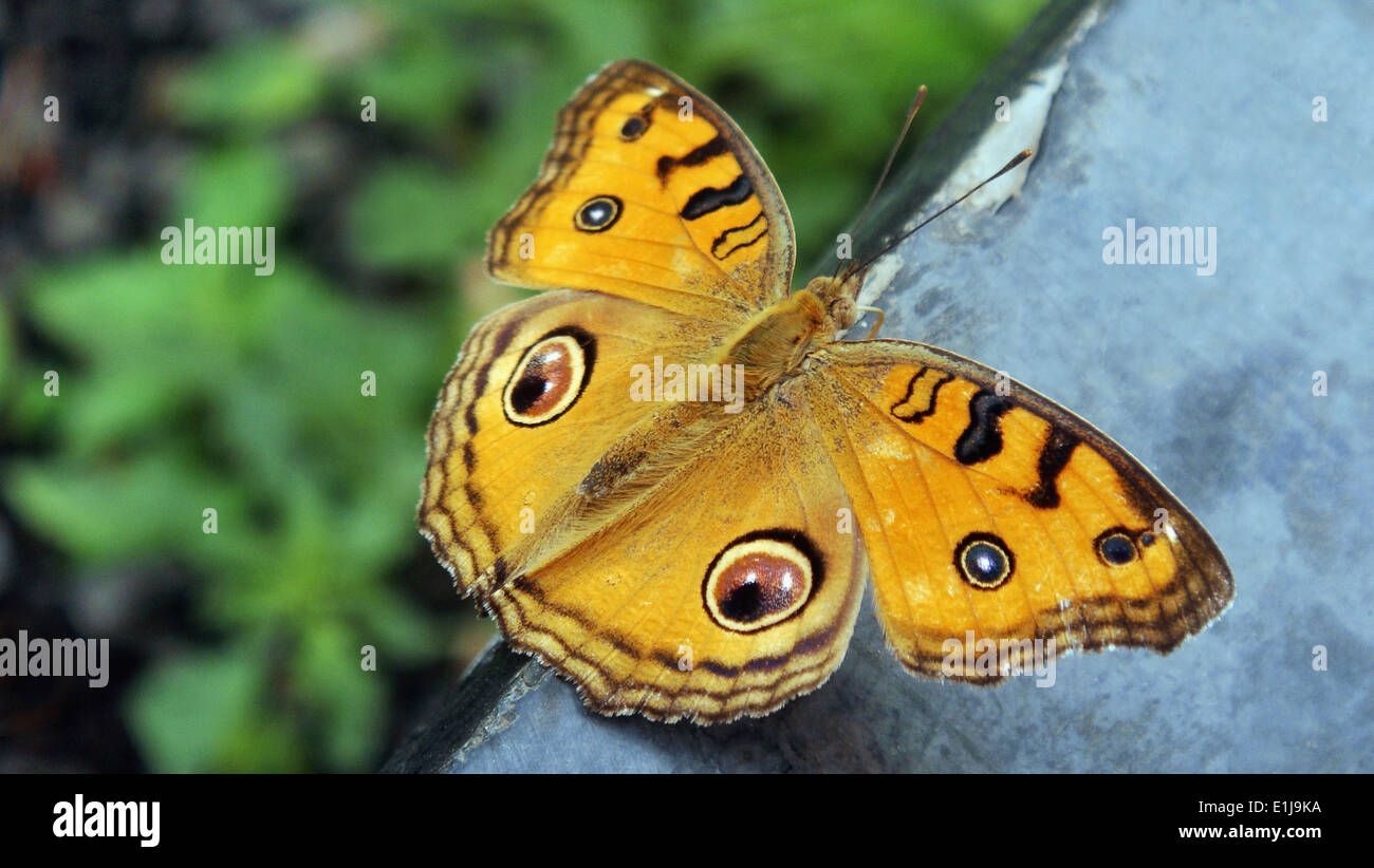 Close up of a butterfly, Pune, Maharashtra, India Stock Photo - Alamy