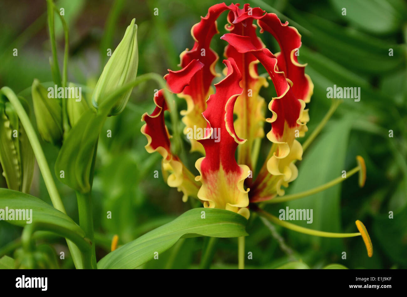 Glory Lily Poison