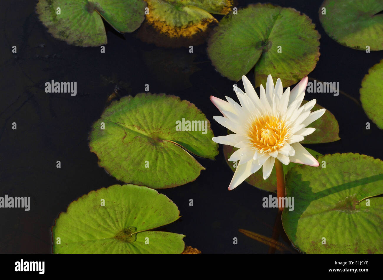 Nelumbonaceae family hi-res stock photography and images - Alamy