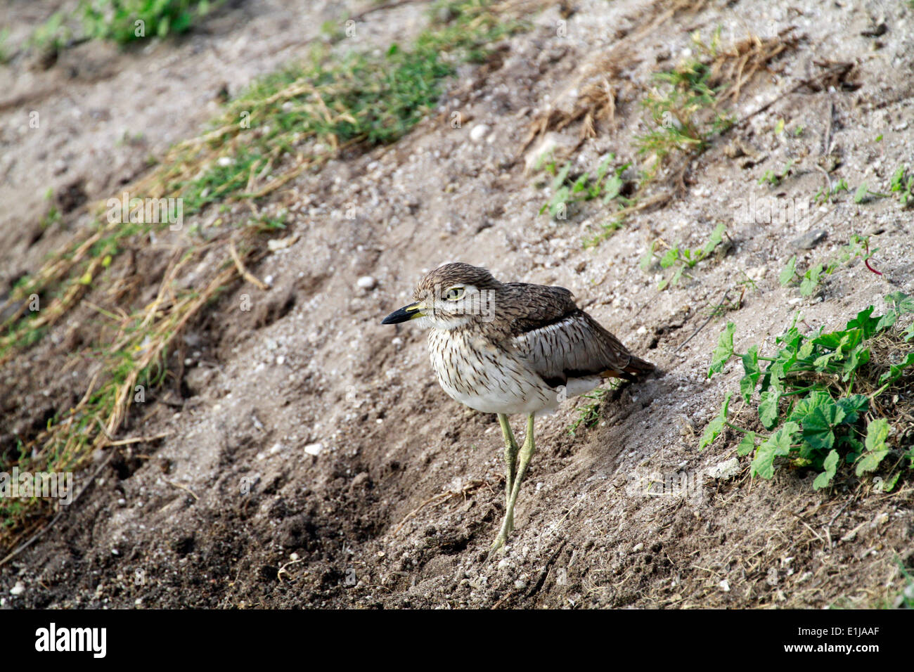 Intaka island bird sanctuary hi-res stock photography and images - Alamy