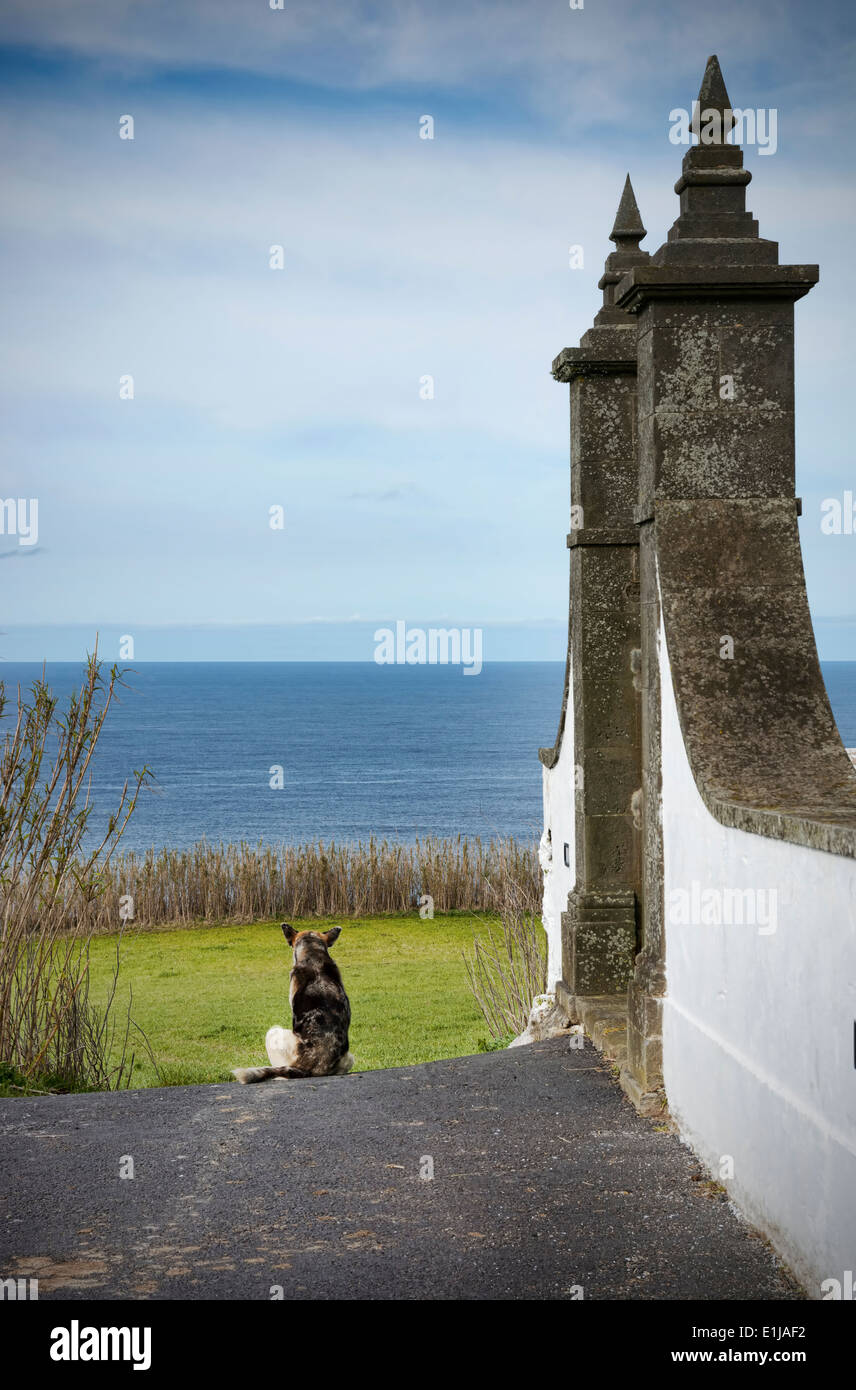 Azores dog hi-res stock photography and images - Alamy