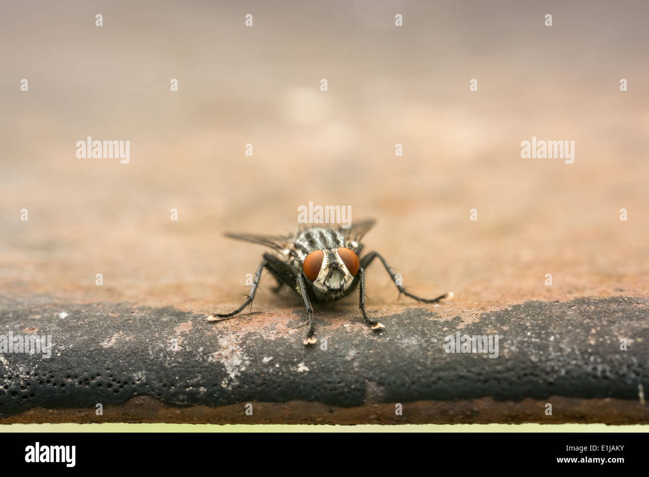 House Fly Extreme Close Up Stock Photo - Alamy