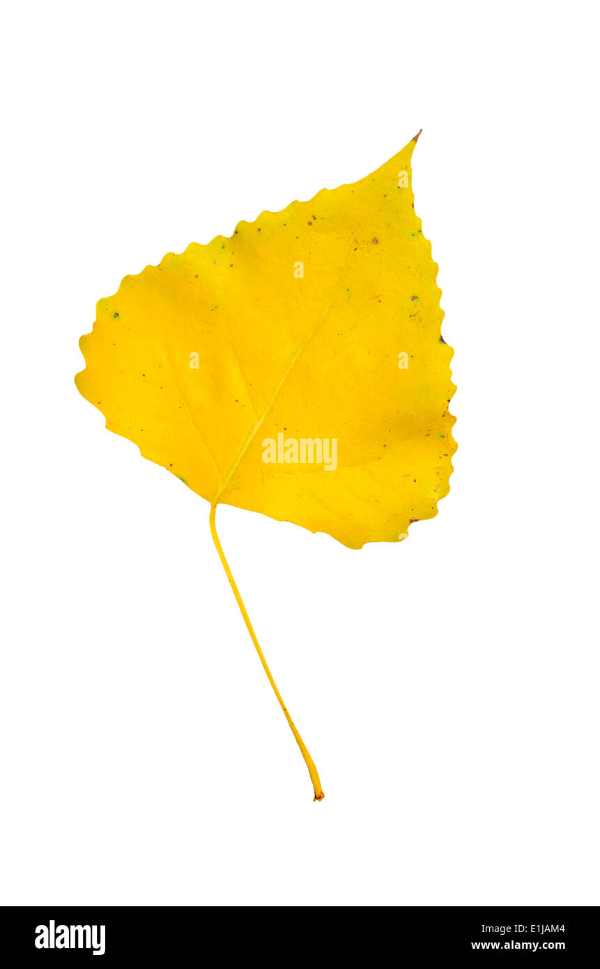 One poplar leaf Cut Out Stock Images & Pictures - Alamy