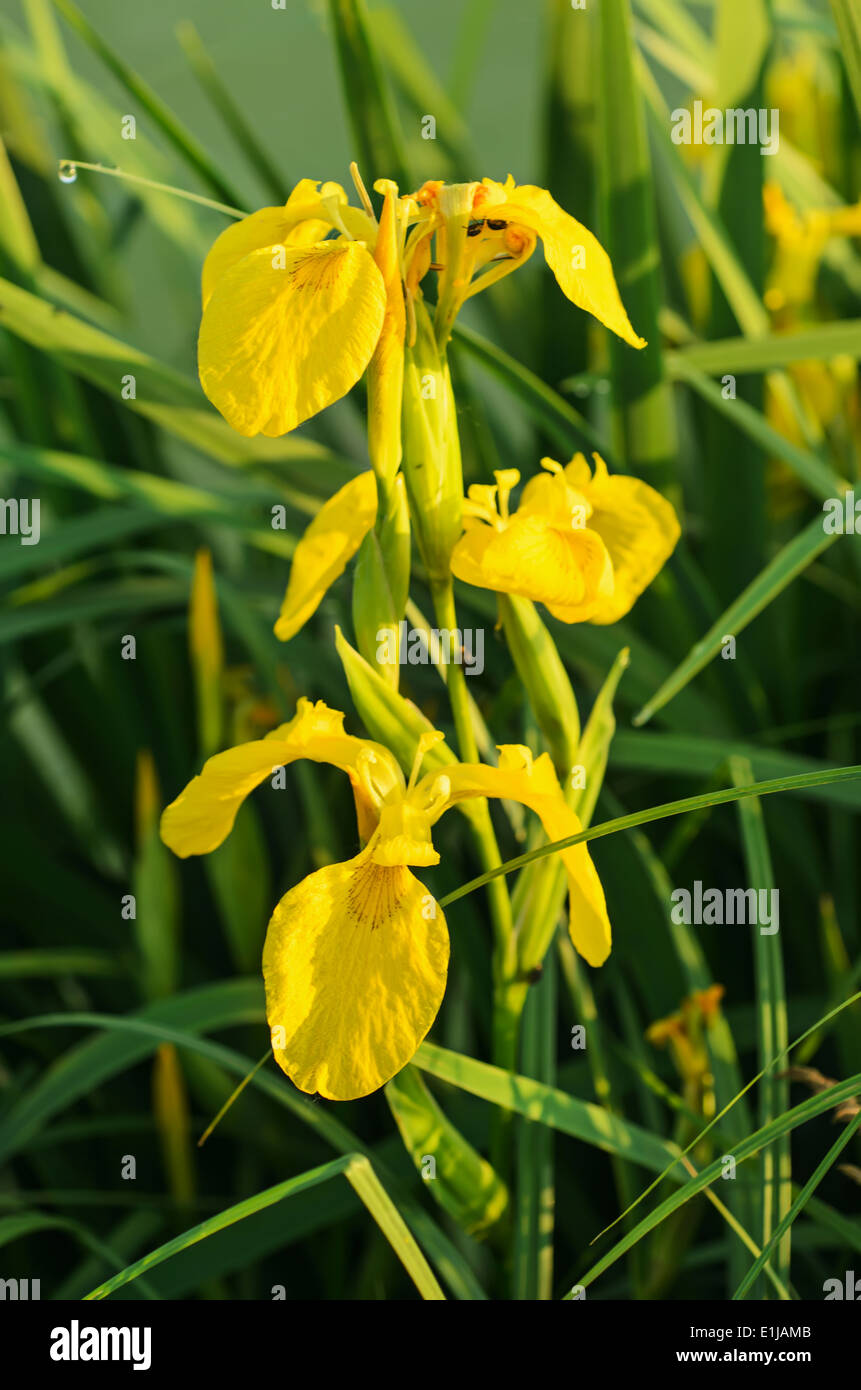 Swamp bearded iris hi-res stock photography and images - Alamy