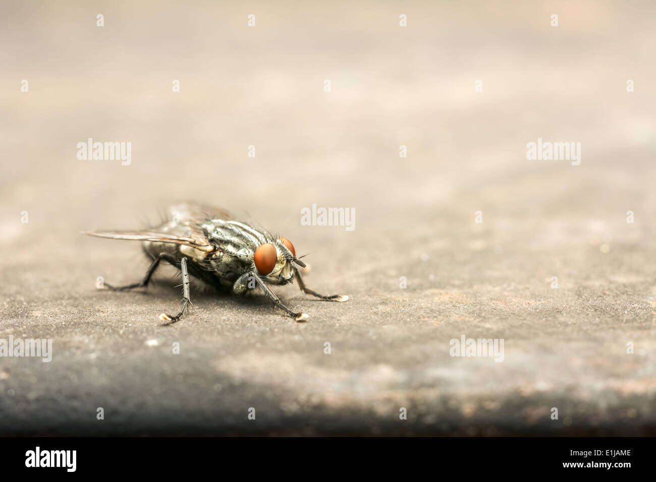 House Fly Extreme Close Up Stock Photo - Alamy