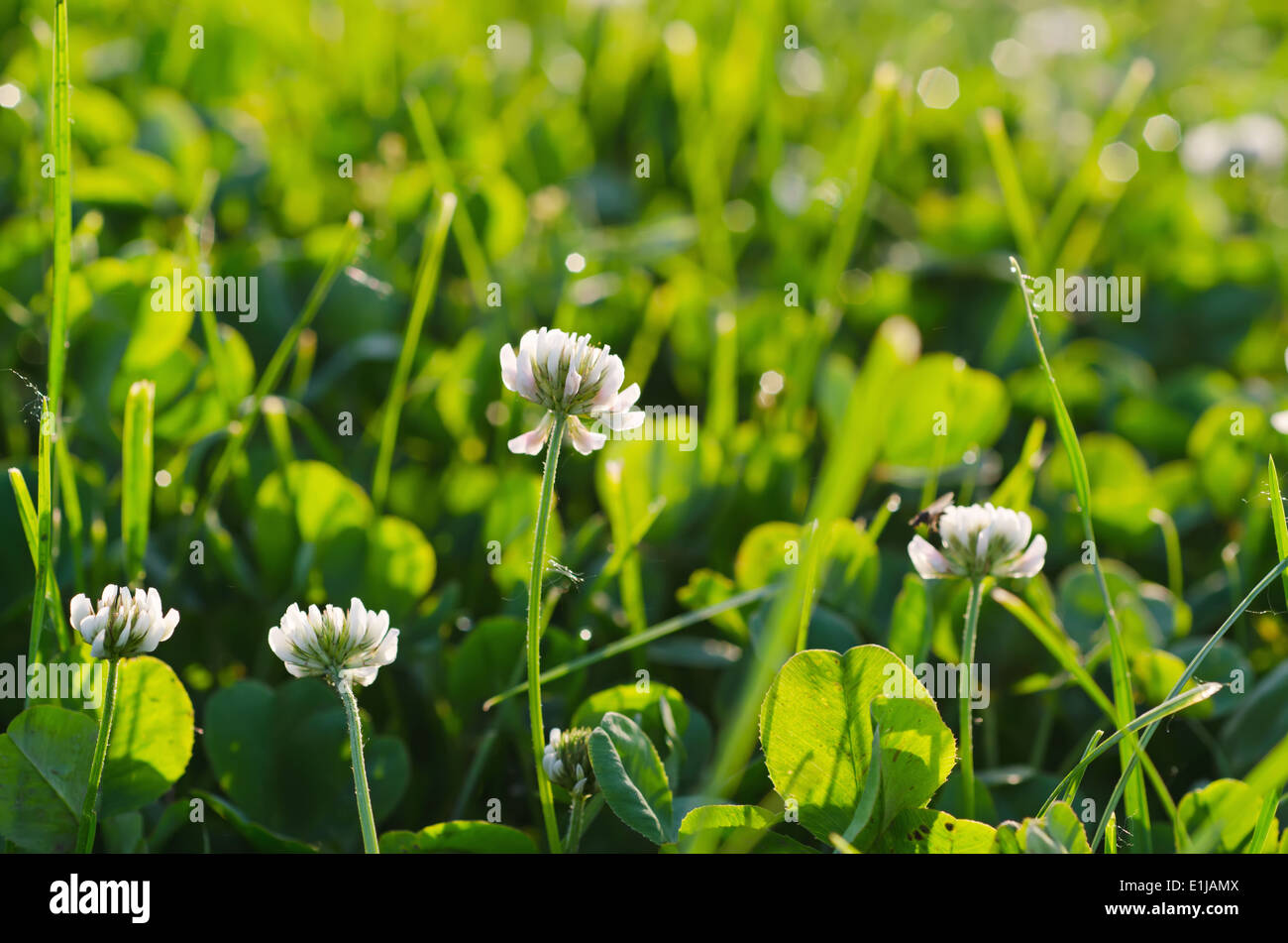 Clower flower hi-res stock photography and images - Alamy