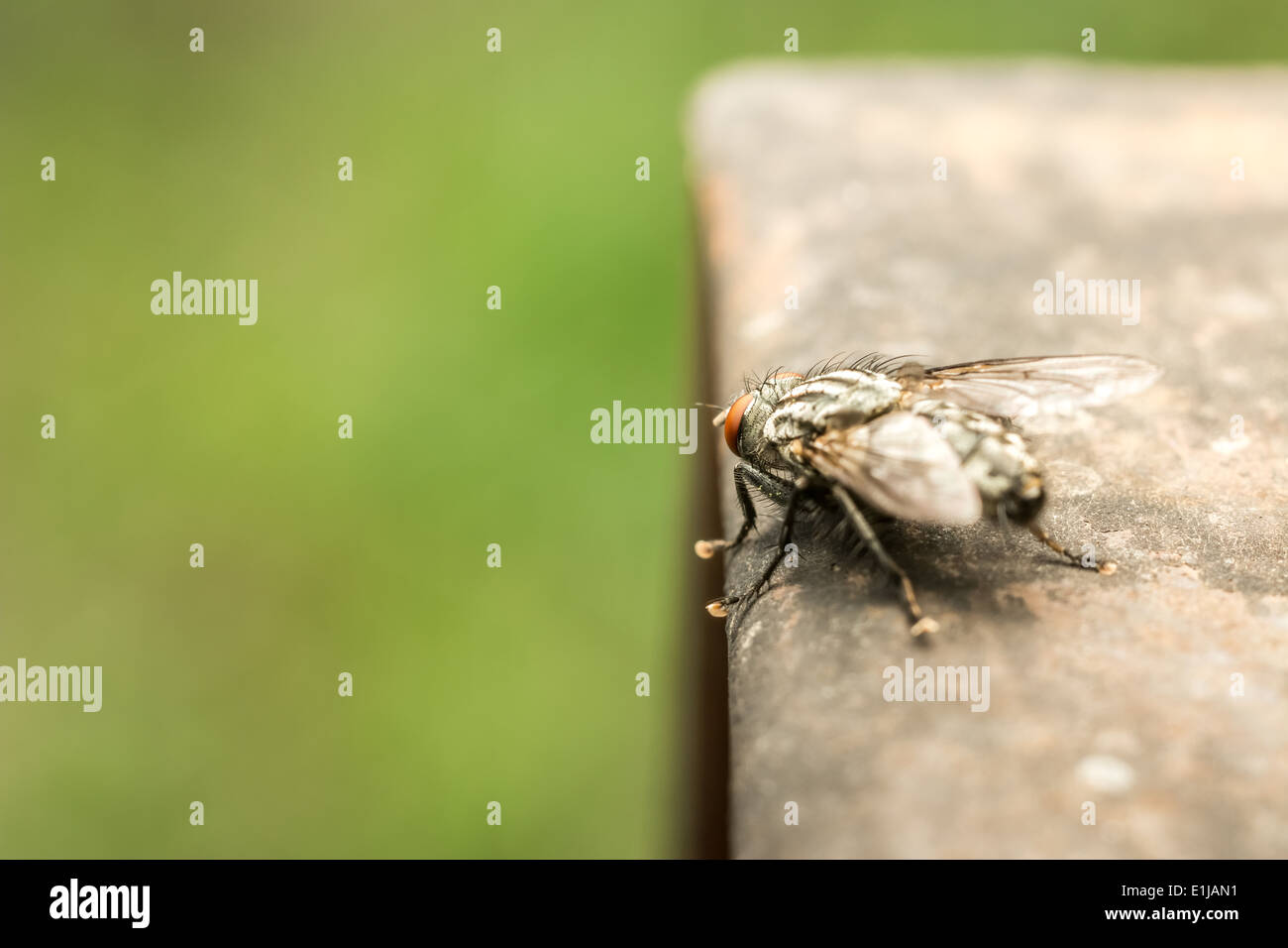 House Fly Back View Extreme Close Up Stock Photo - Alamy