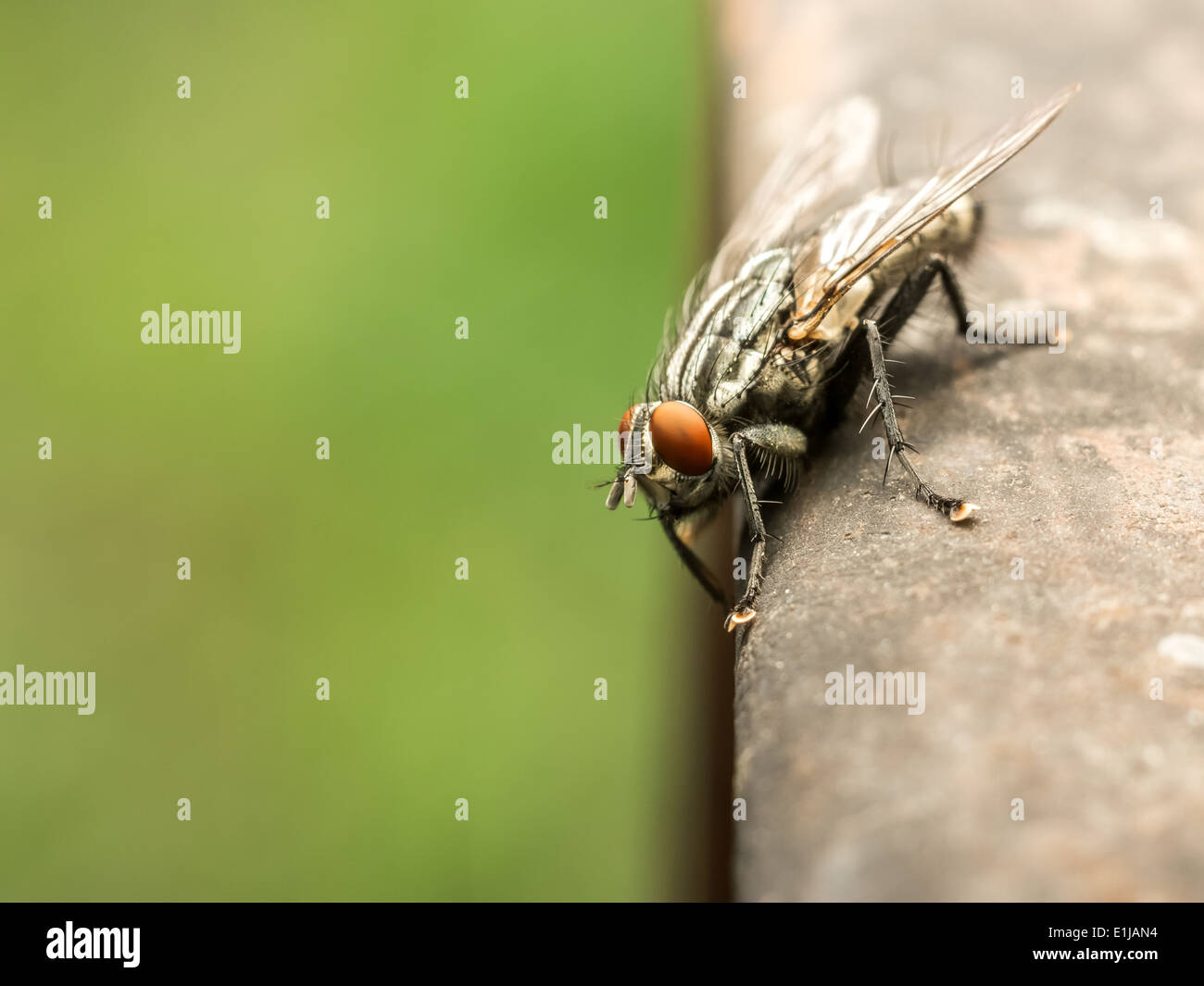 House Fly Extreme Close Up Stock Photo - Alamy