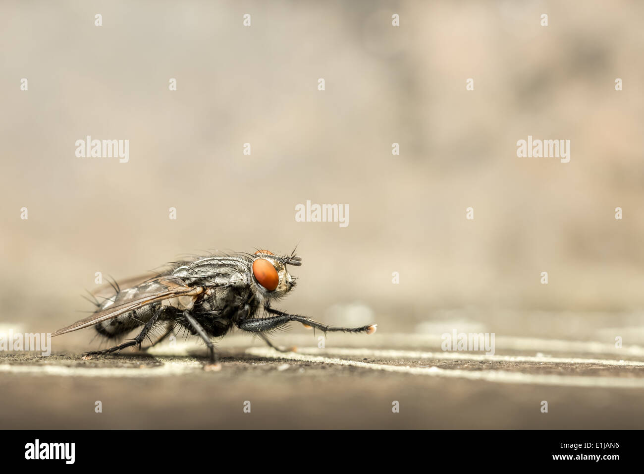 House Fly Extreme Close Up Stock Photo - Alamy