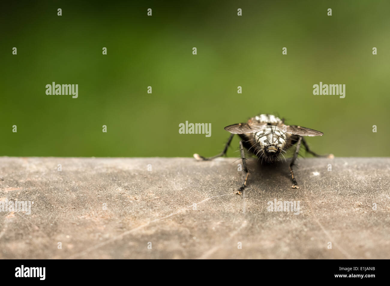 House Fly Back View Extreme Close Up Stock Photo - Alamy
