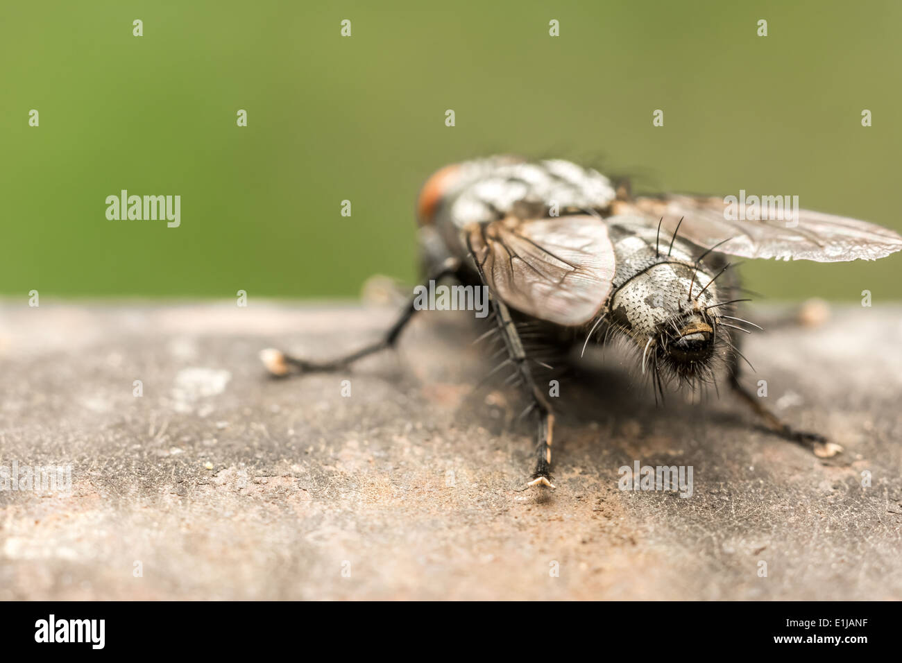 House Fly Back View Extreme Close Up Stock Photo - Alamy