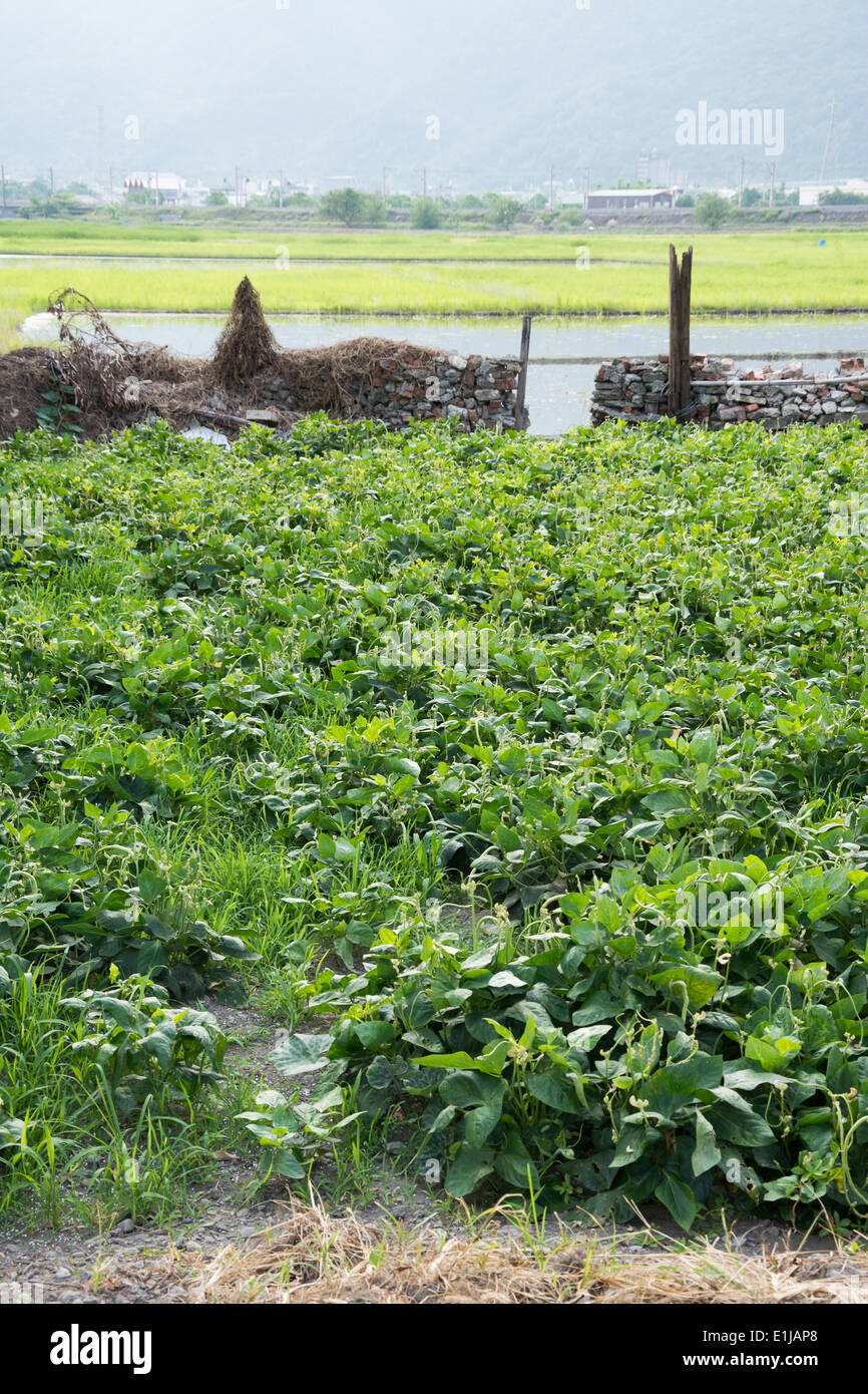 Beautiful garden in village hi-res stock photography and images - Alamy