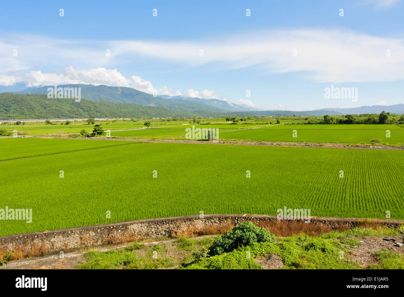 Rice farm in country Stock Photo - Alamy