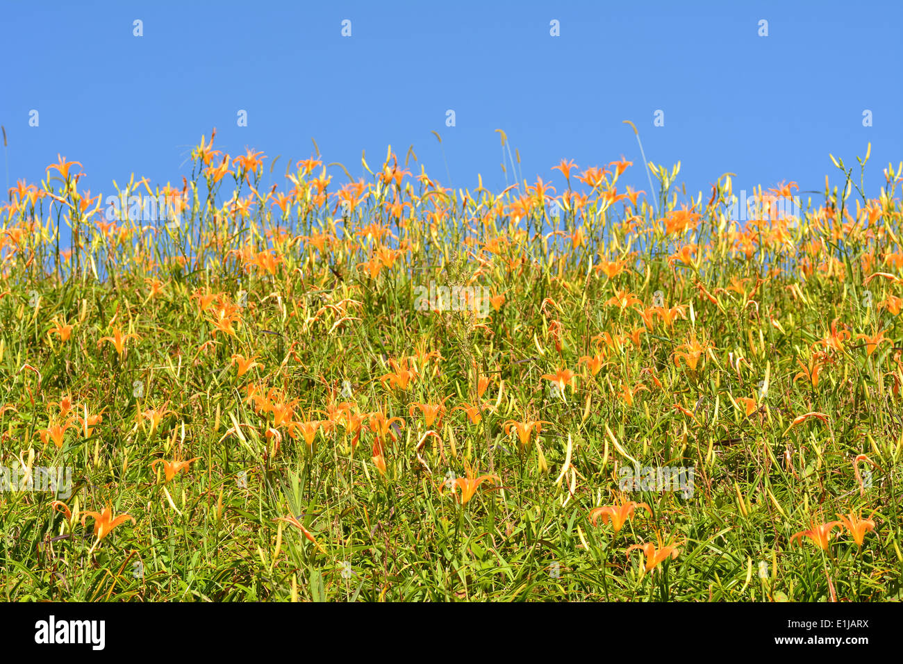 Field of tiger lily Stock Photo - Alamy