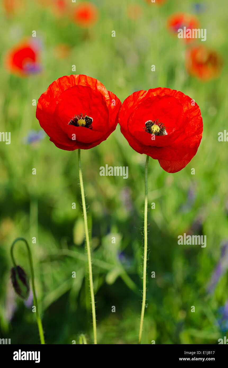 Poppy in a field Stock Photo - Alamy