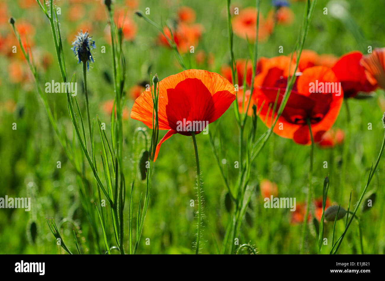 Poppy in a field Stock Photo - Alamy