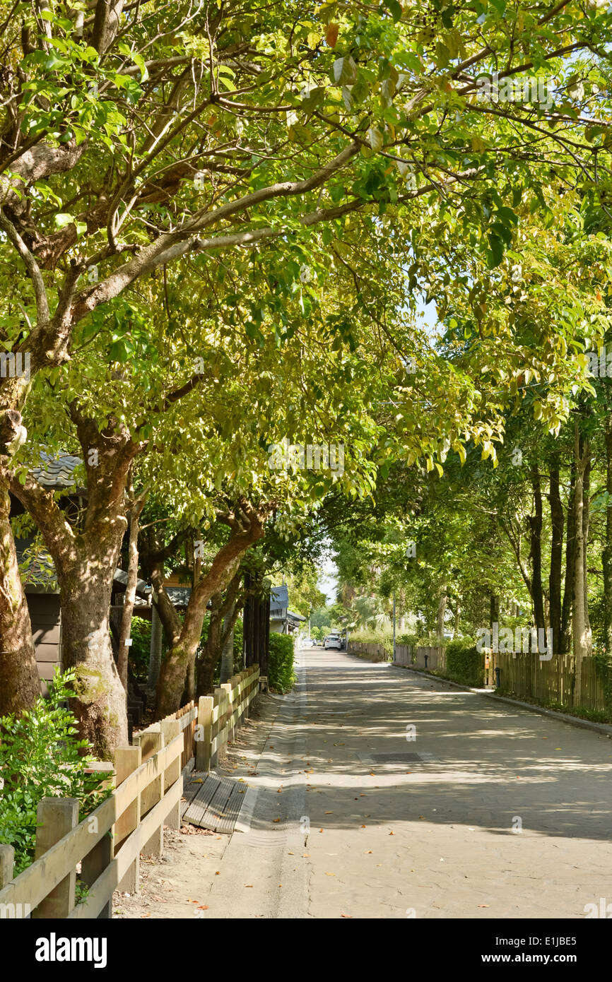 Street road with tree Stock Photo - Alamy