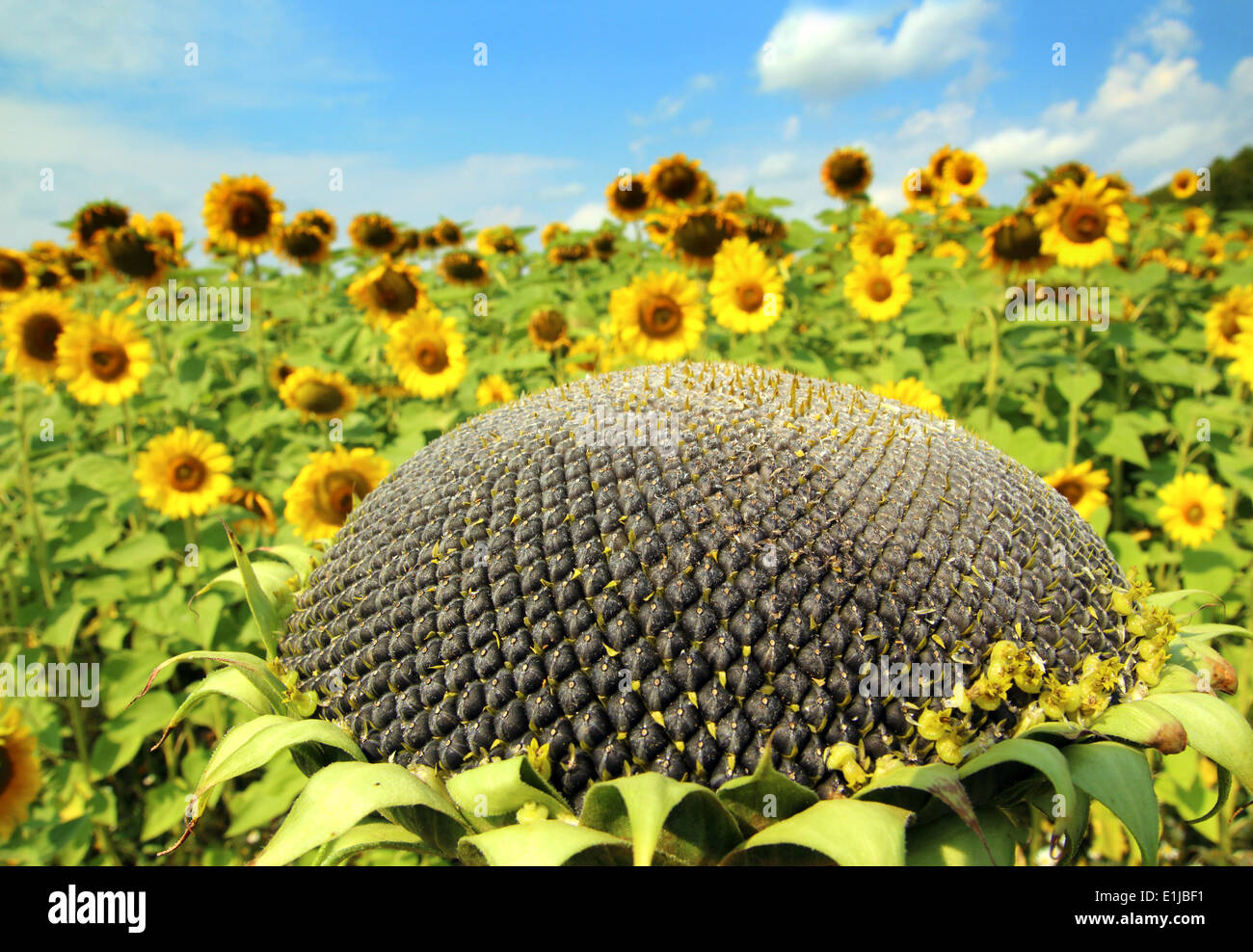 Ripe sunflower hi-res stock photography and images - Alamy