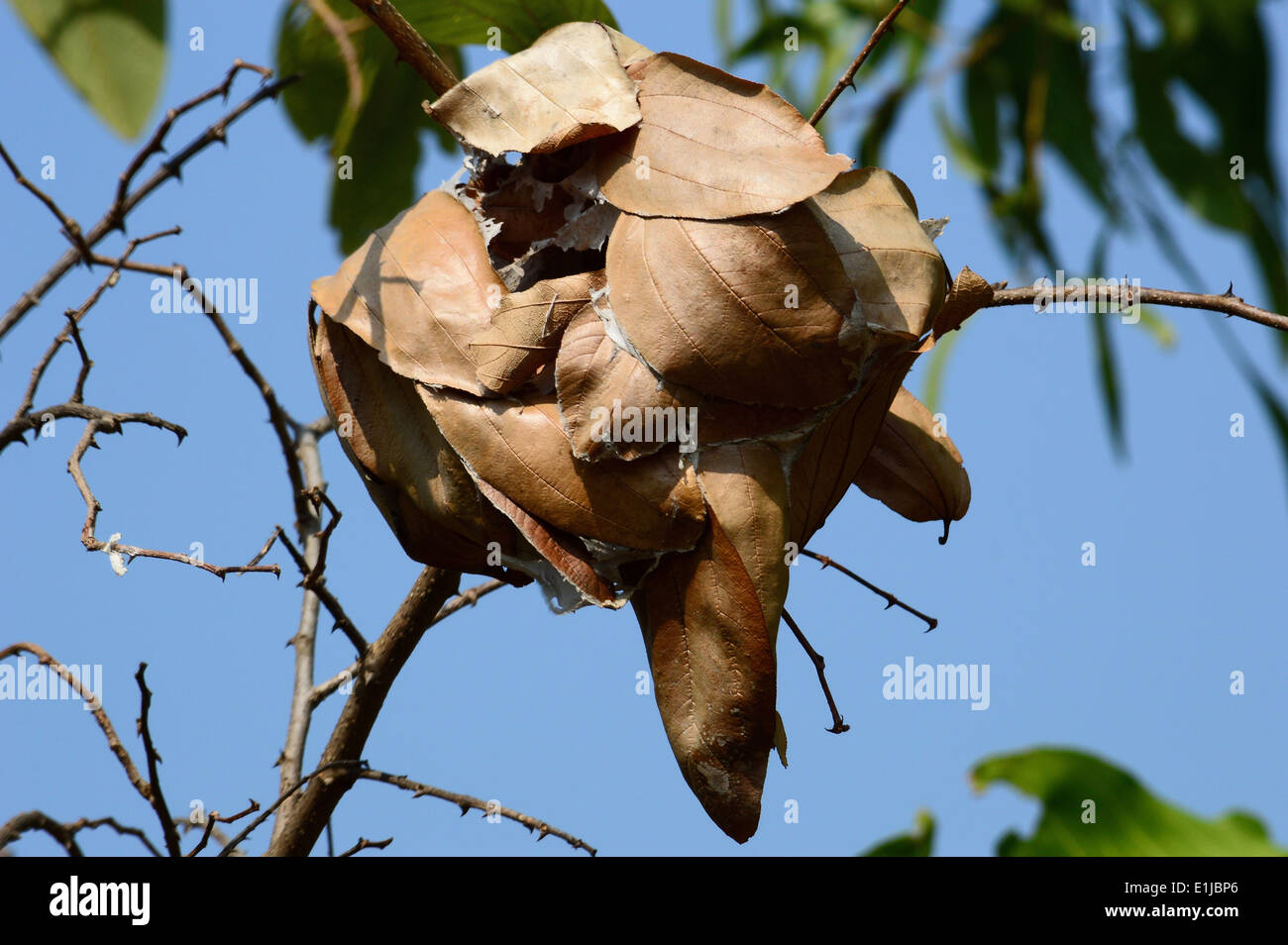Nest made of leaves hi-res stock photography and images - Alamy