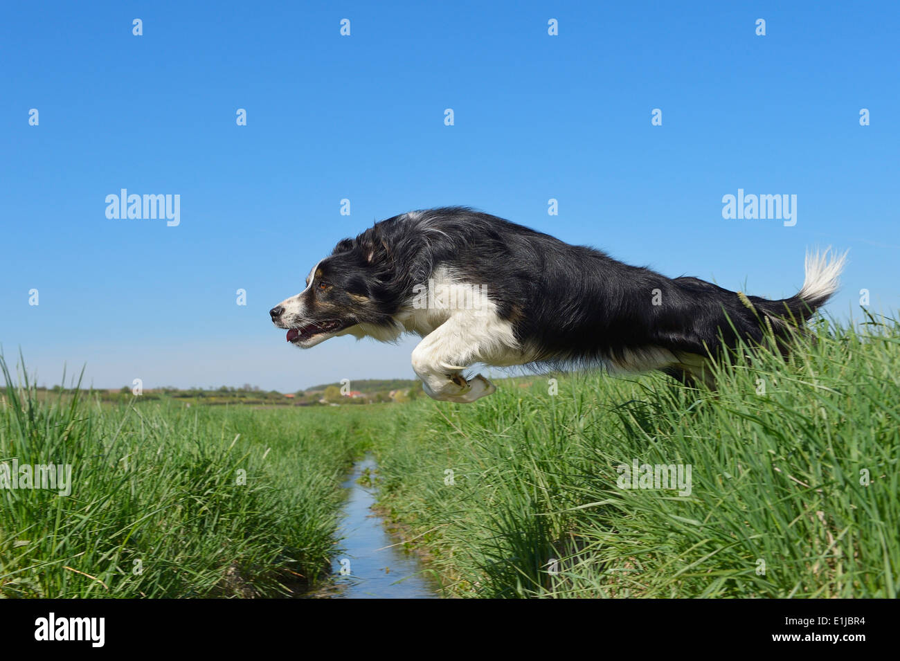 Border Collie jumping over ditch Stock Photo - Alamy