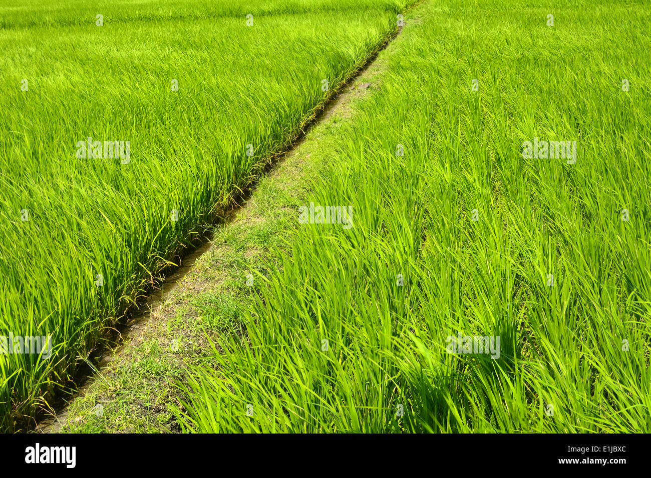 Rice farm in country Stock Photo - Alamy