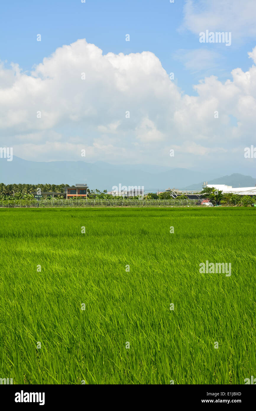 Rice farm in country Stock Photo - Alamy