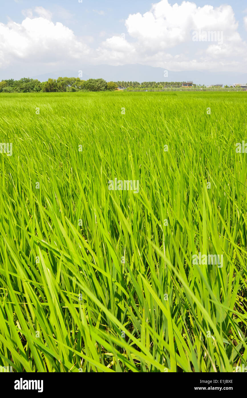 Rice farm in country Stock Photo - Alamy