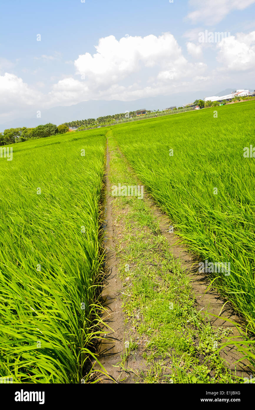 Rice farm in country Stock Photo - Alamy