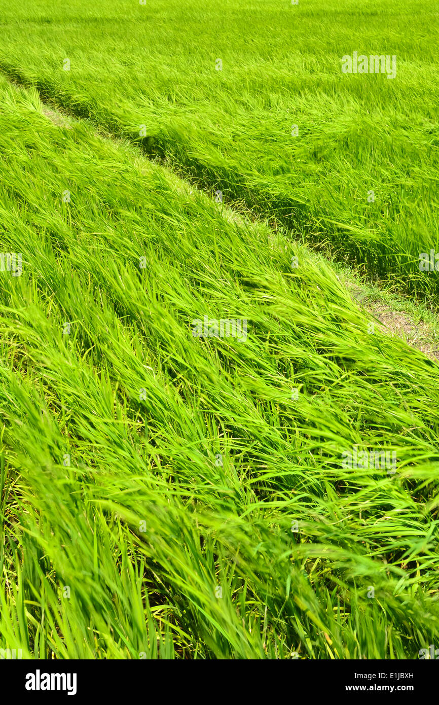 Rice farm in country Stock Photo - Alamy