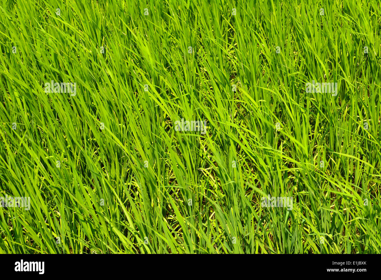 Rice farm in country Stock Photo - Alamy