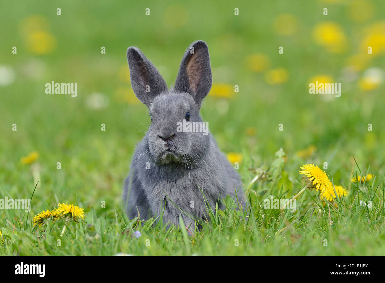 Spring flowers meadow rabbit hi-res stock photography and images - Alamy