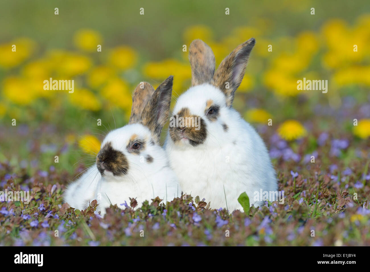 Two baby rabbits sitting on flower meadow Stock Photo - Alamy