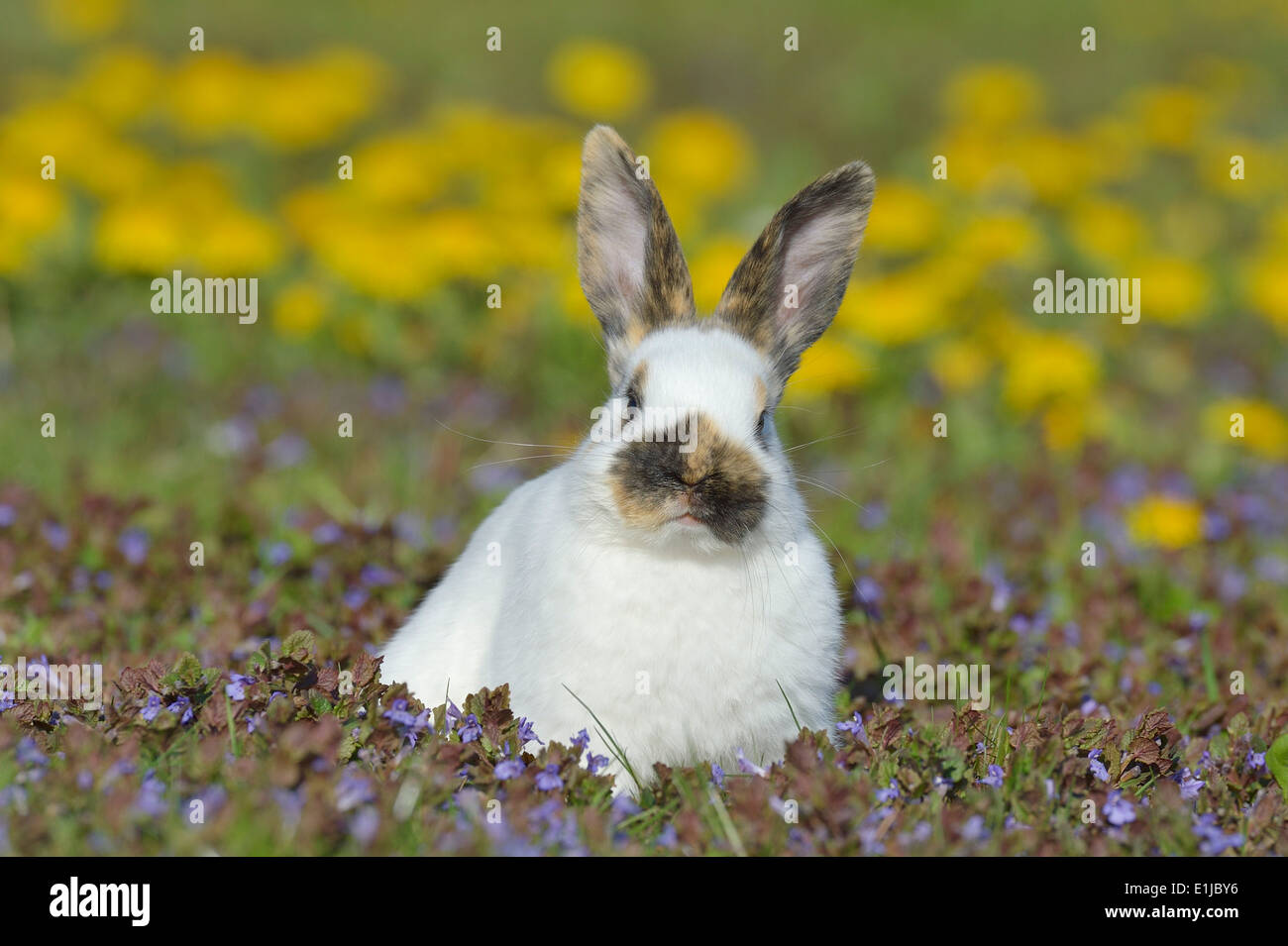 Baby rabbit sitting on flower meadow Stock Photo - Alamy