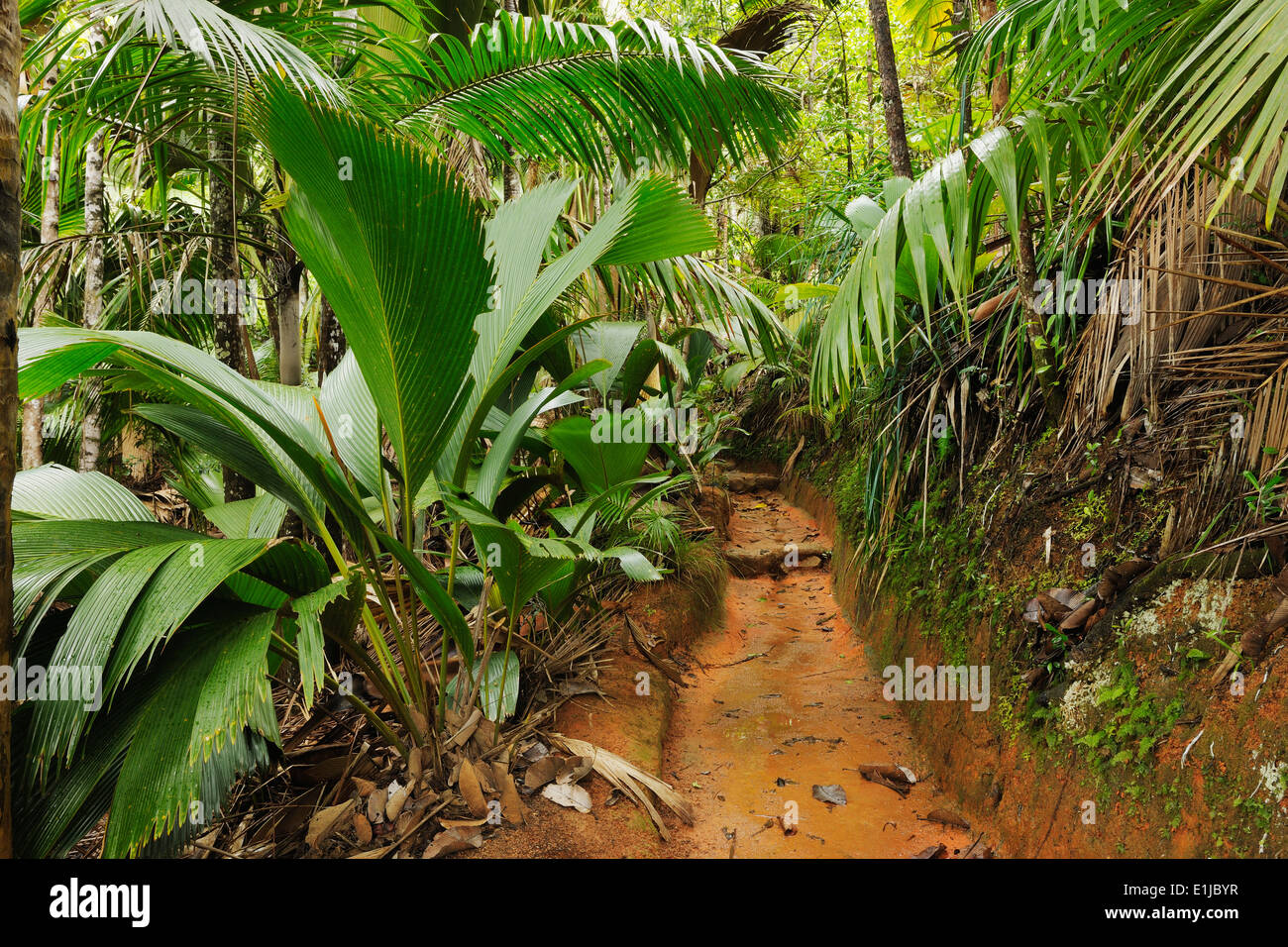 Seychelles, Praslin, Vallee de Mai, path through rain forest Stock ...