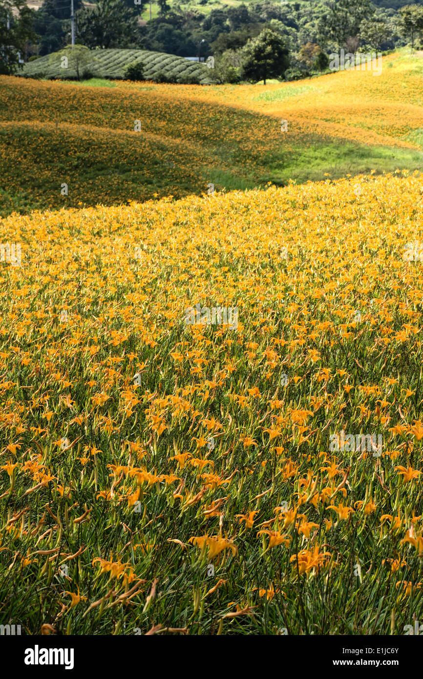 Field of tiger lily Stock Photo - Alamy