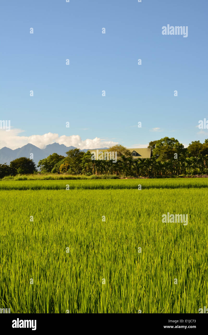 Rice farm in country Stock Photo - Alamy