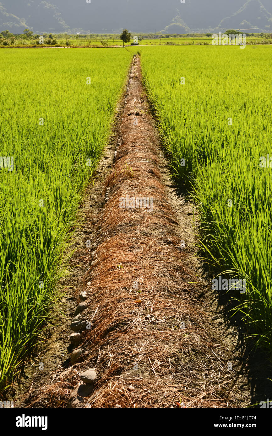 Rice farm in country Stock Photo - Alamy