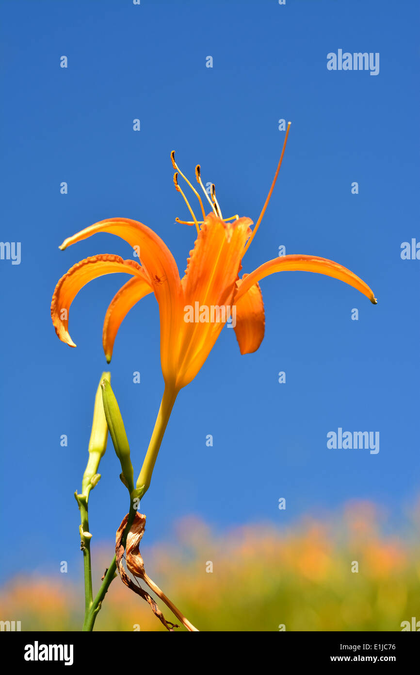 Beautiful Red Tiger Lily High Resolution Stock Photography and Images ...