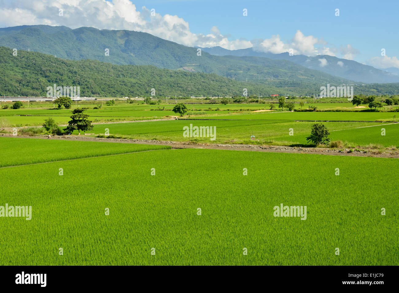 Rice farm in country Stock Photo - Alamy