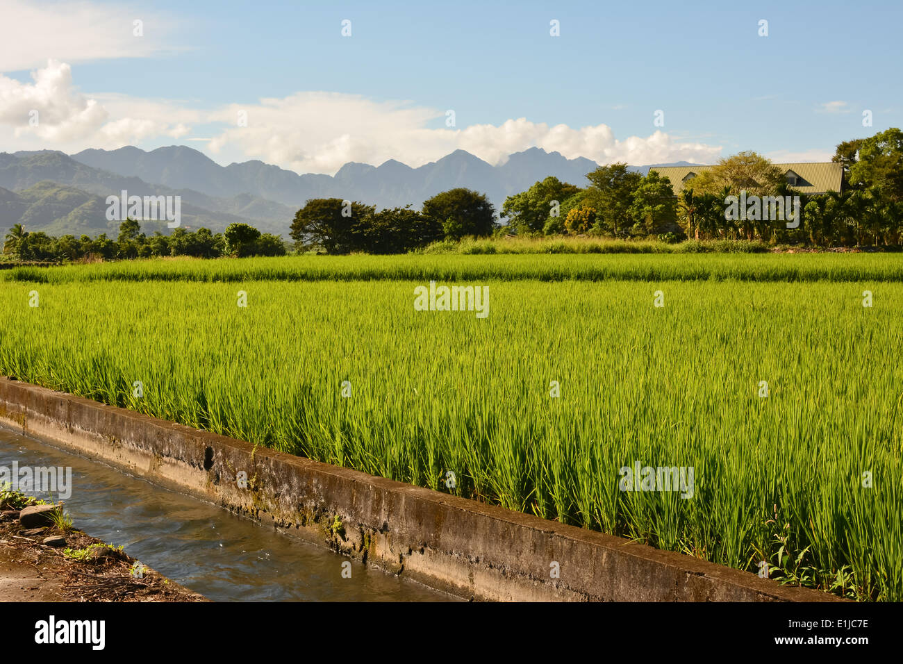 Rice farm in country Stock Photo - Alamy