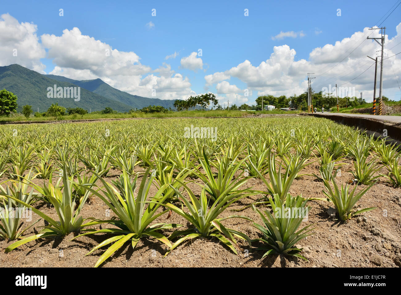 Pineapple farm thailand hi-res stock photography and images - Alamy