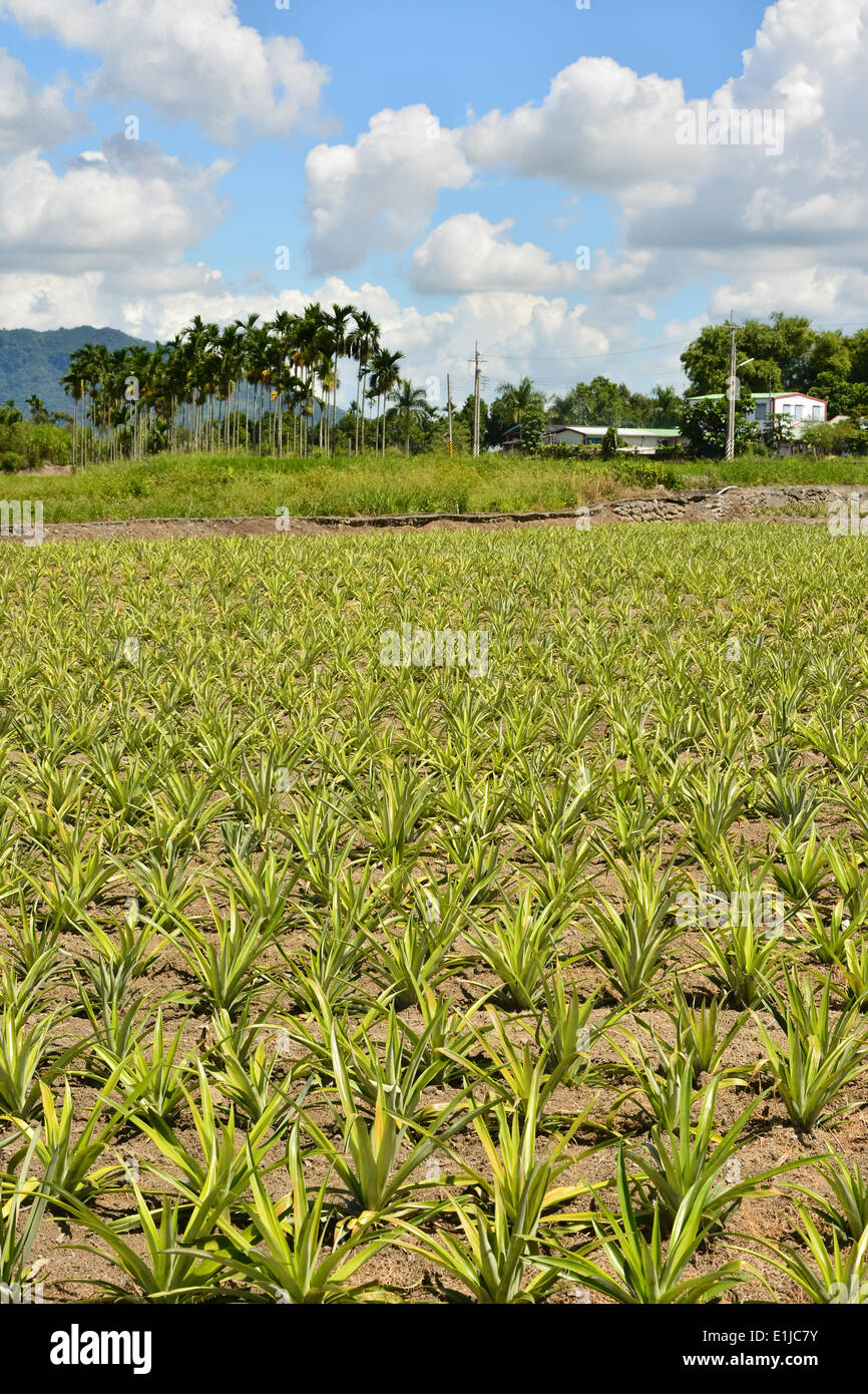 Pineapple farm thailand hi-res stock photography and images - Alamy