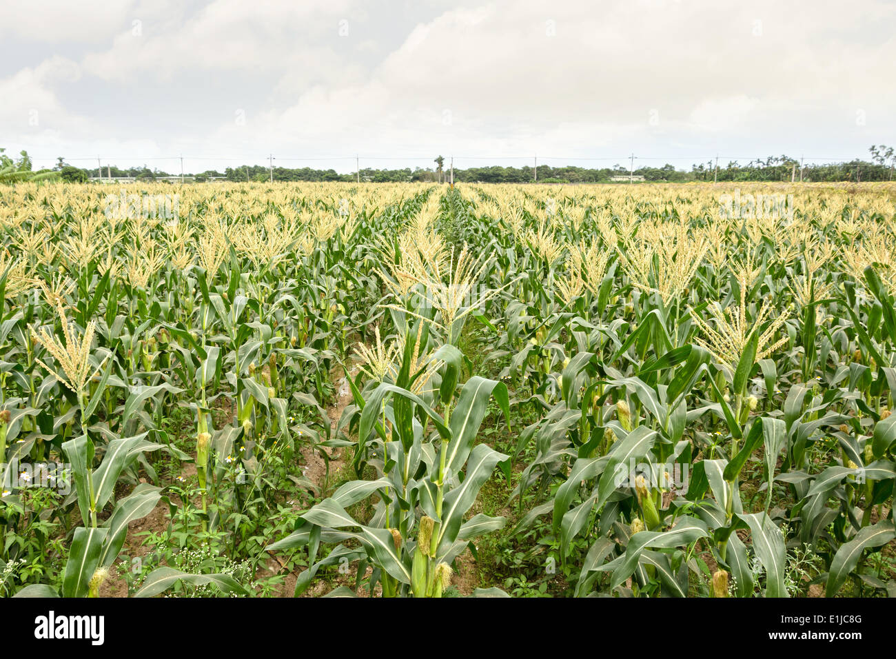 corn maize farm Stock Photo - Alamy
