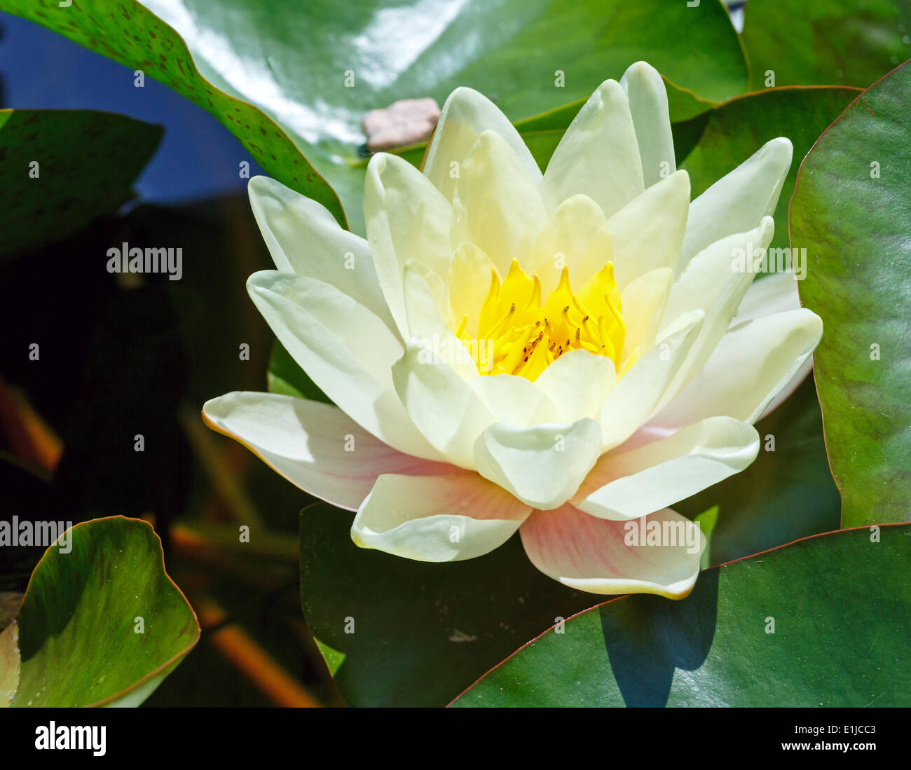 Pink water lily Stock Photo - Alamy