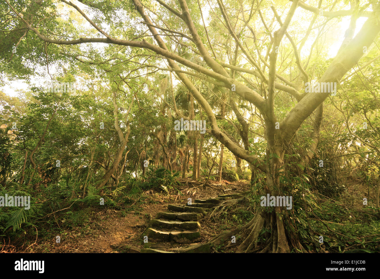 Forest pathway with stairs Stock Photo - Alamy
