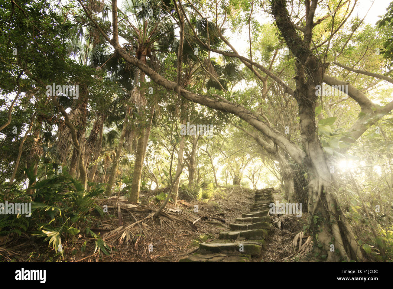 Pathway tree roots steps hi-res stock photography and images - Alamy